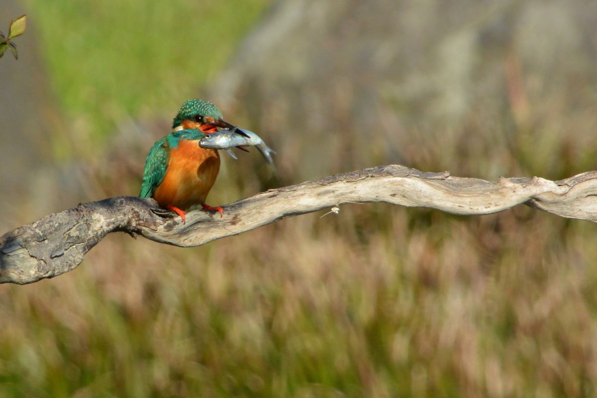 カワセミ006 | GANREF