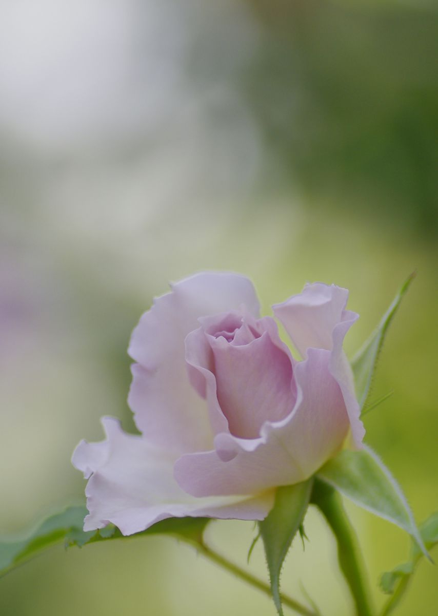 静かな情熱 | GANREF