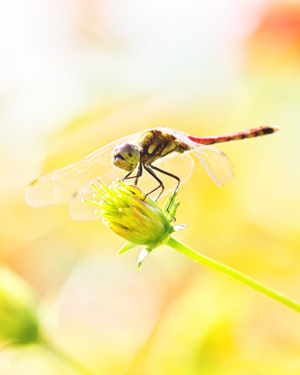 輝きの中で | GANREF