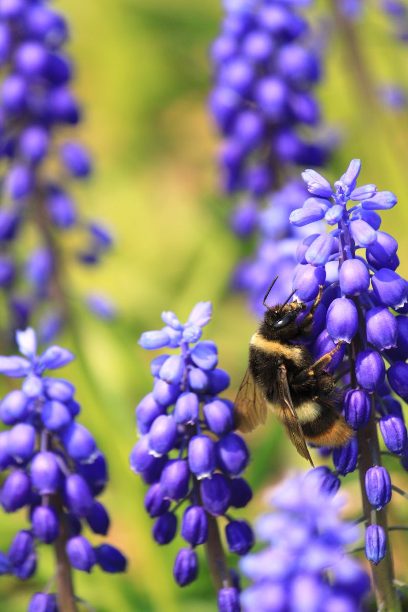 ぶんぶんぶん | GANREF