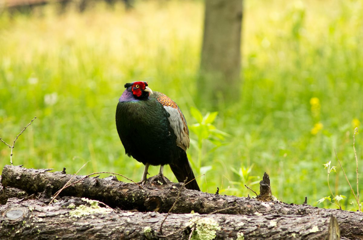 キジの見張り台 | GANREF