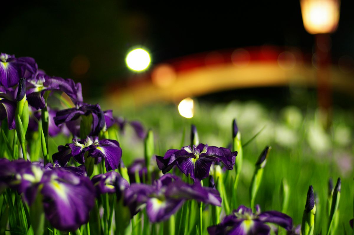 しょうぶ【IRIS】 | GANREF