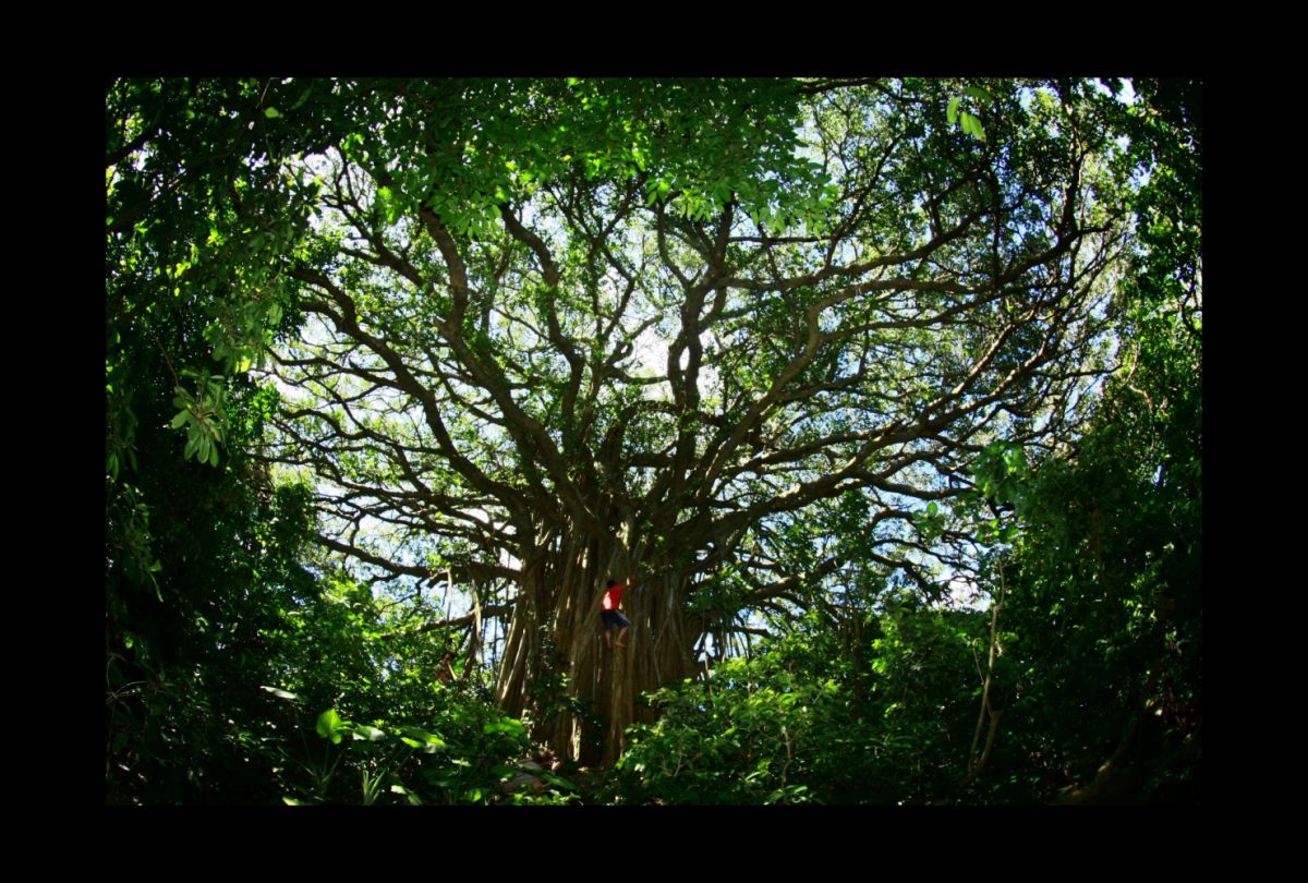 A MAN ON THE BIG TREE | GANREF