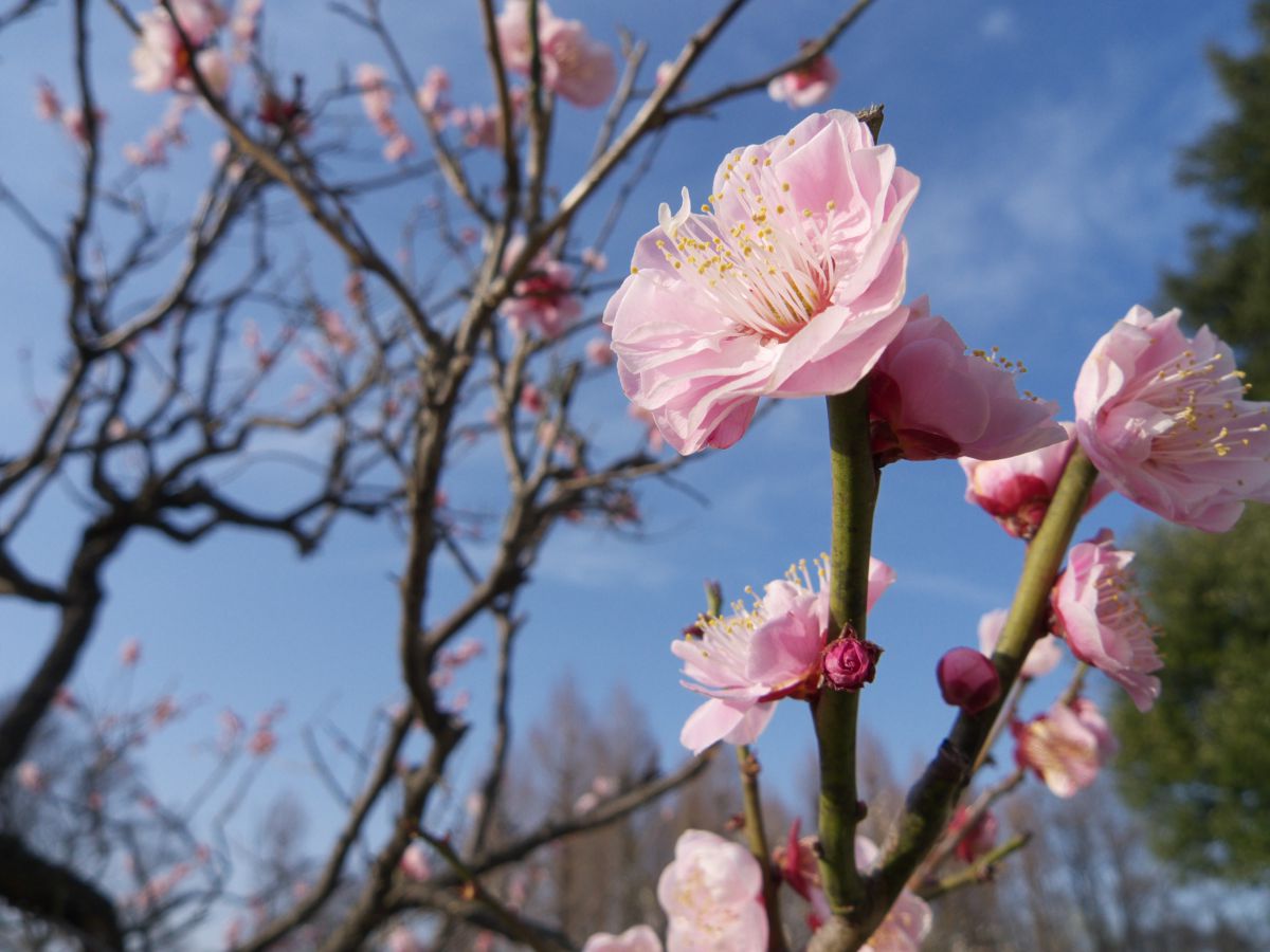 早春の梅 | GANREF