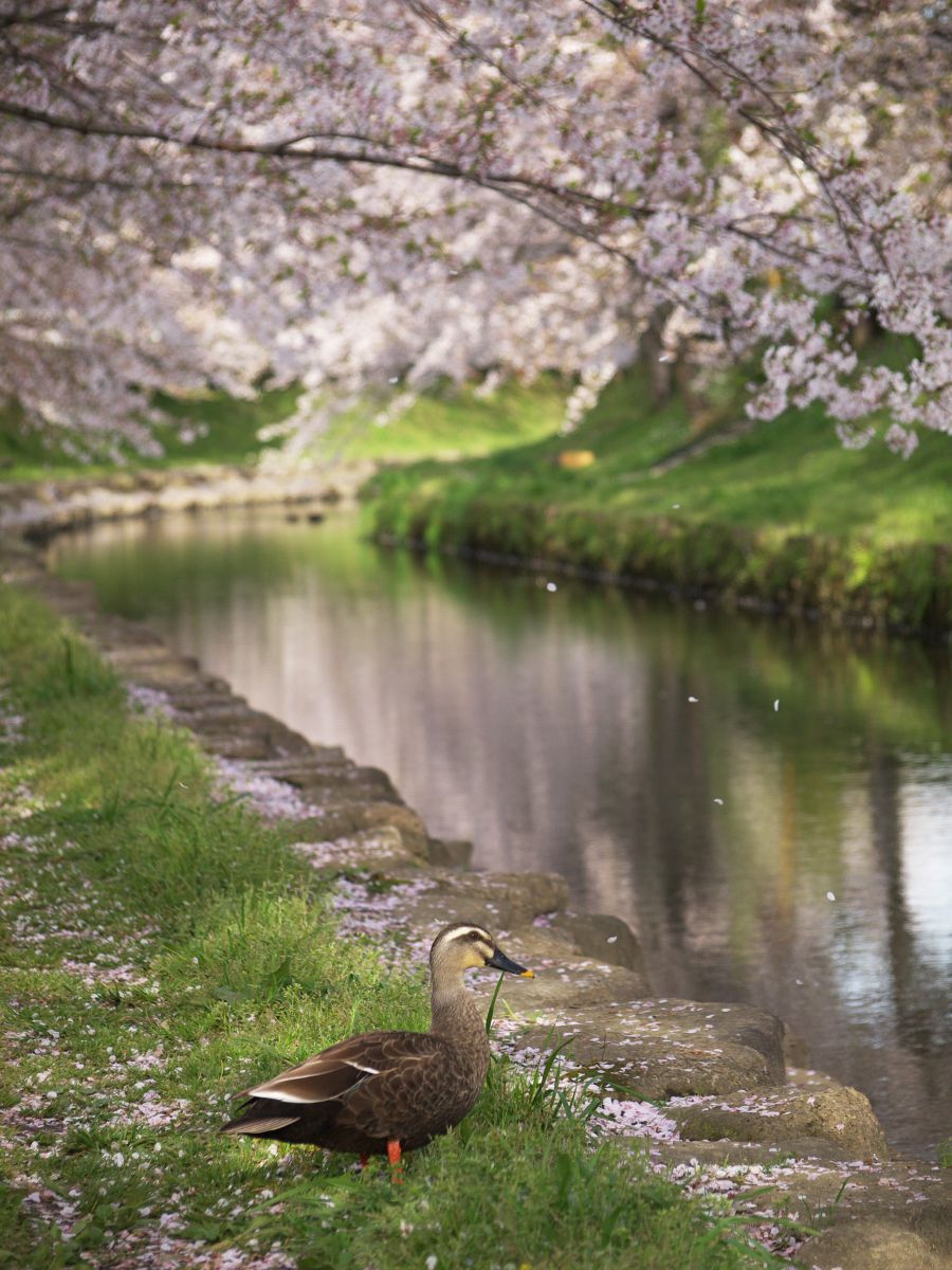 川辺にて | GANREF