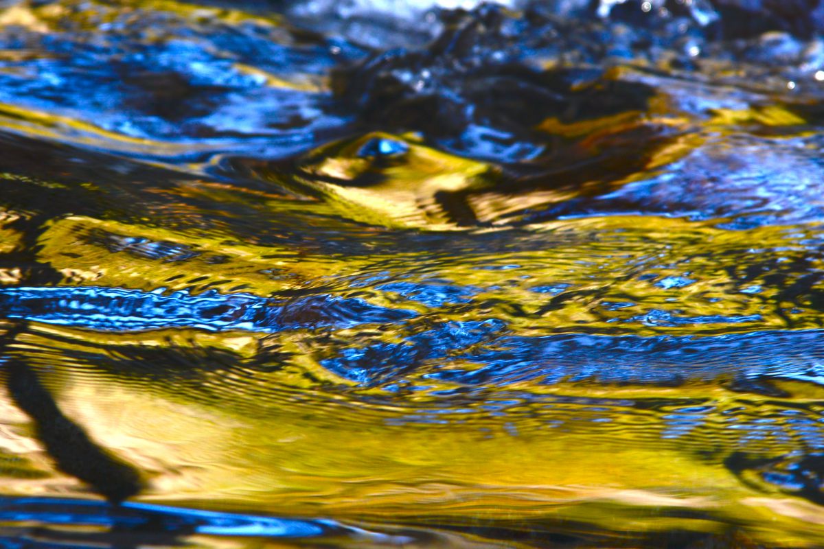 reflection-1 | GANREF