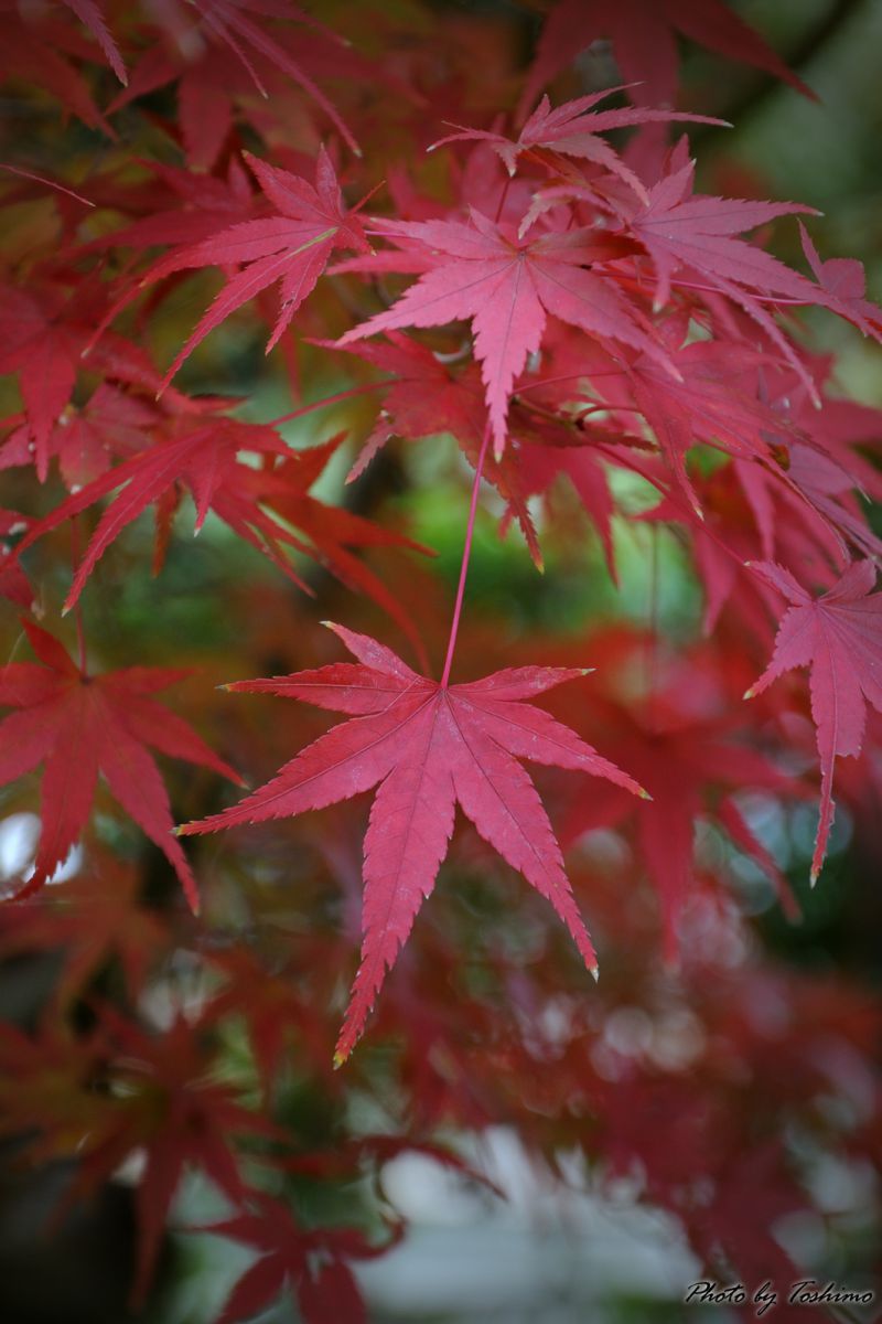 自己主張 | GANREF