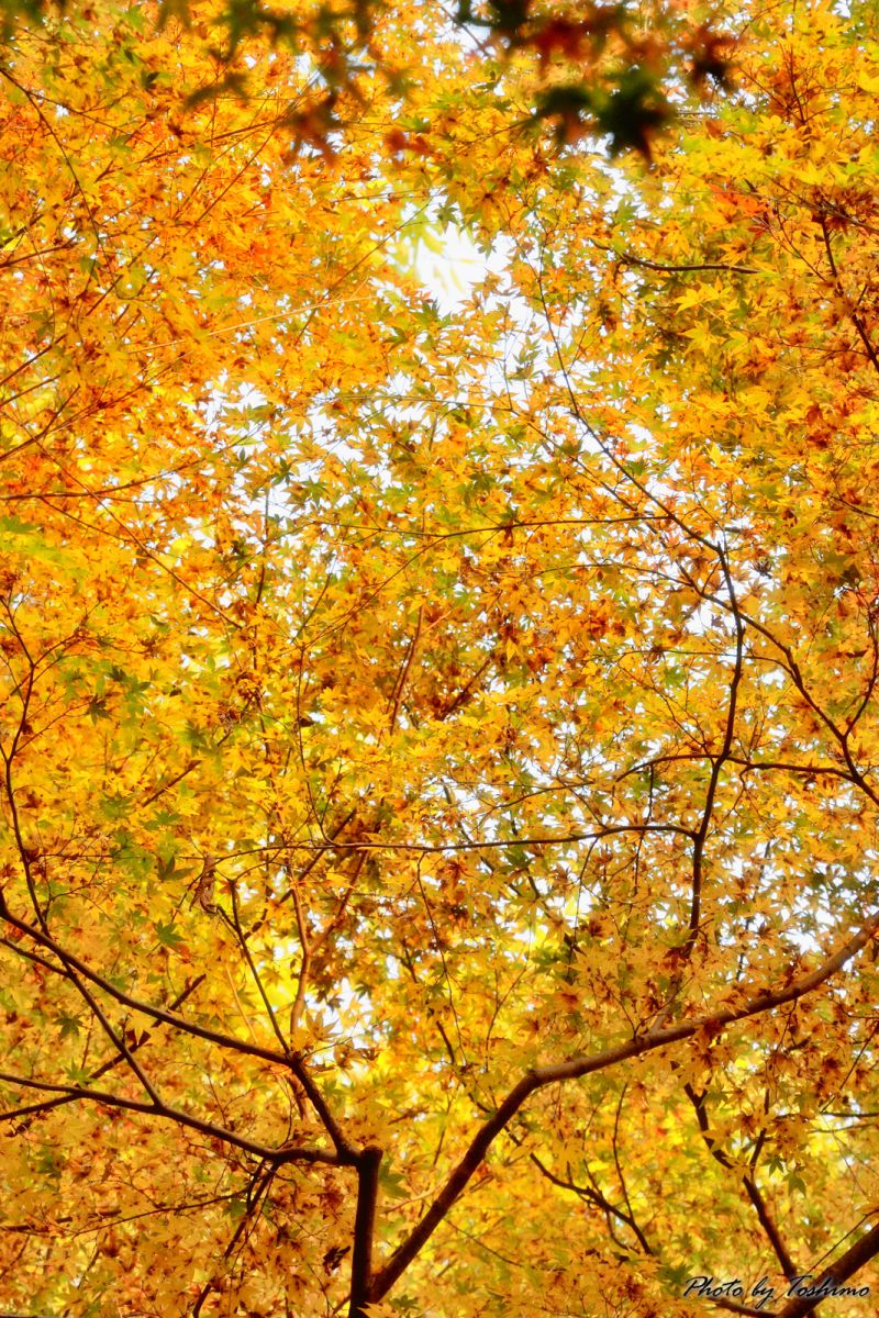 雲の切れ間から | GANREF