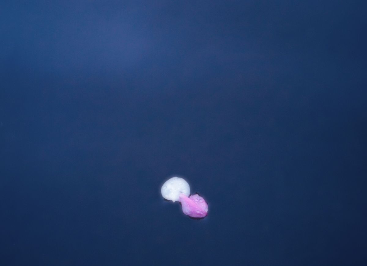 Floating on the pond | GANREF