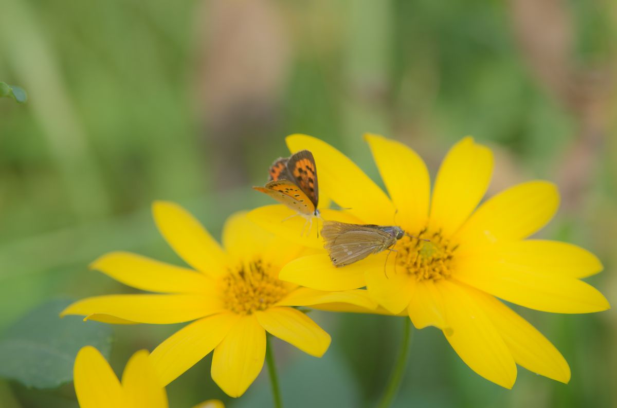 『Share、please！』 | GANREF