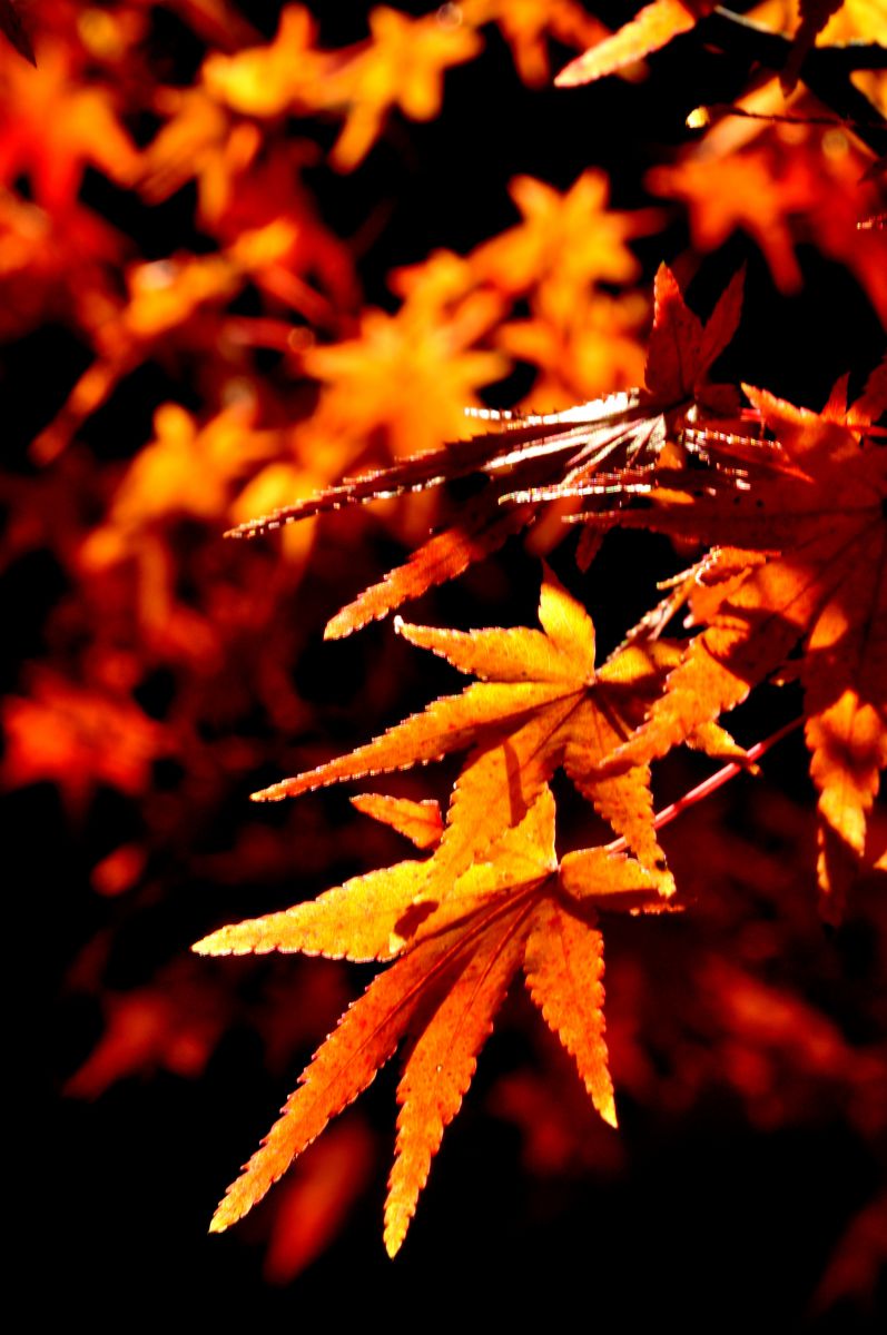 Maple stars | GANREF