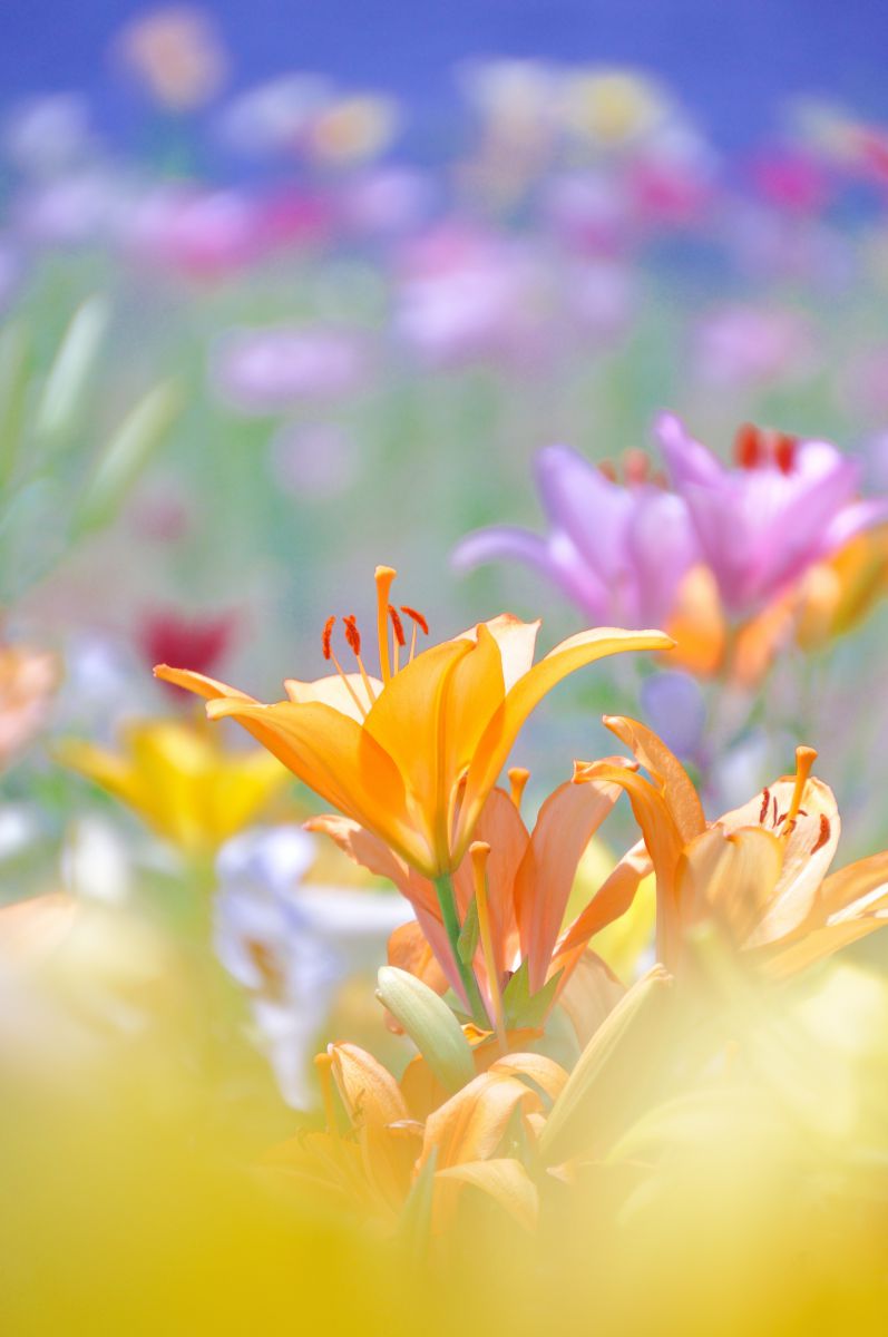 Fantastic lily | GANREF