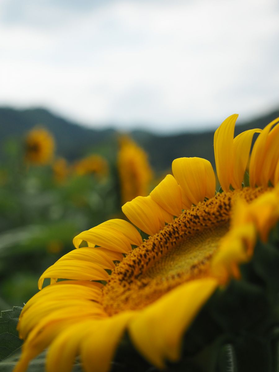 楽 Do you relax? | GANREF