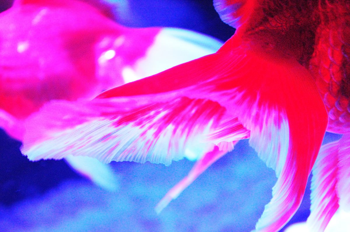 彩 irodori | GANREF