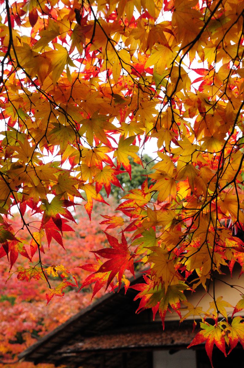 Changing leaves. | GANREF