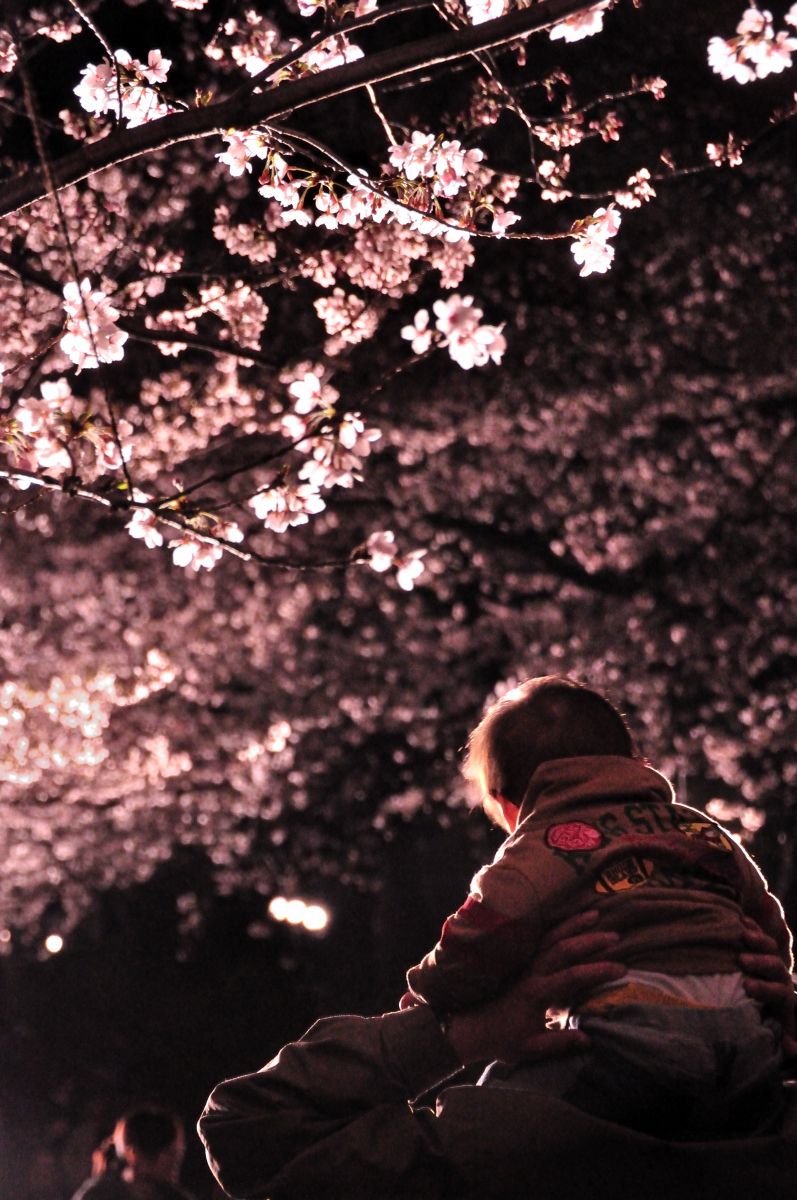 Memory of cherry blossoms. | GANREF