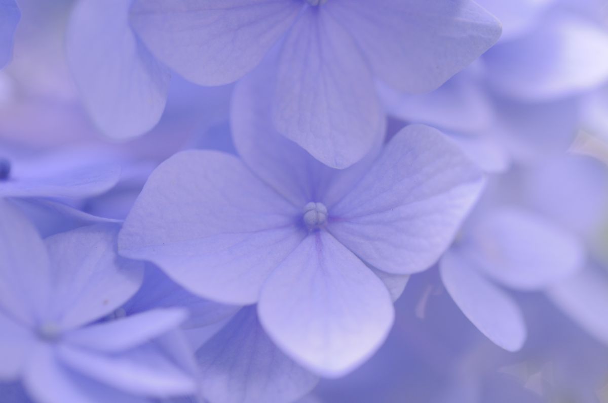 Soft purple | GANREF