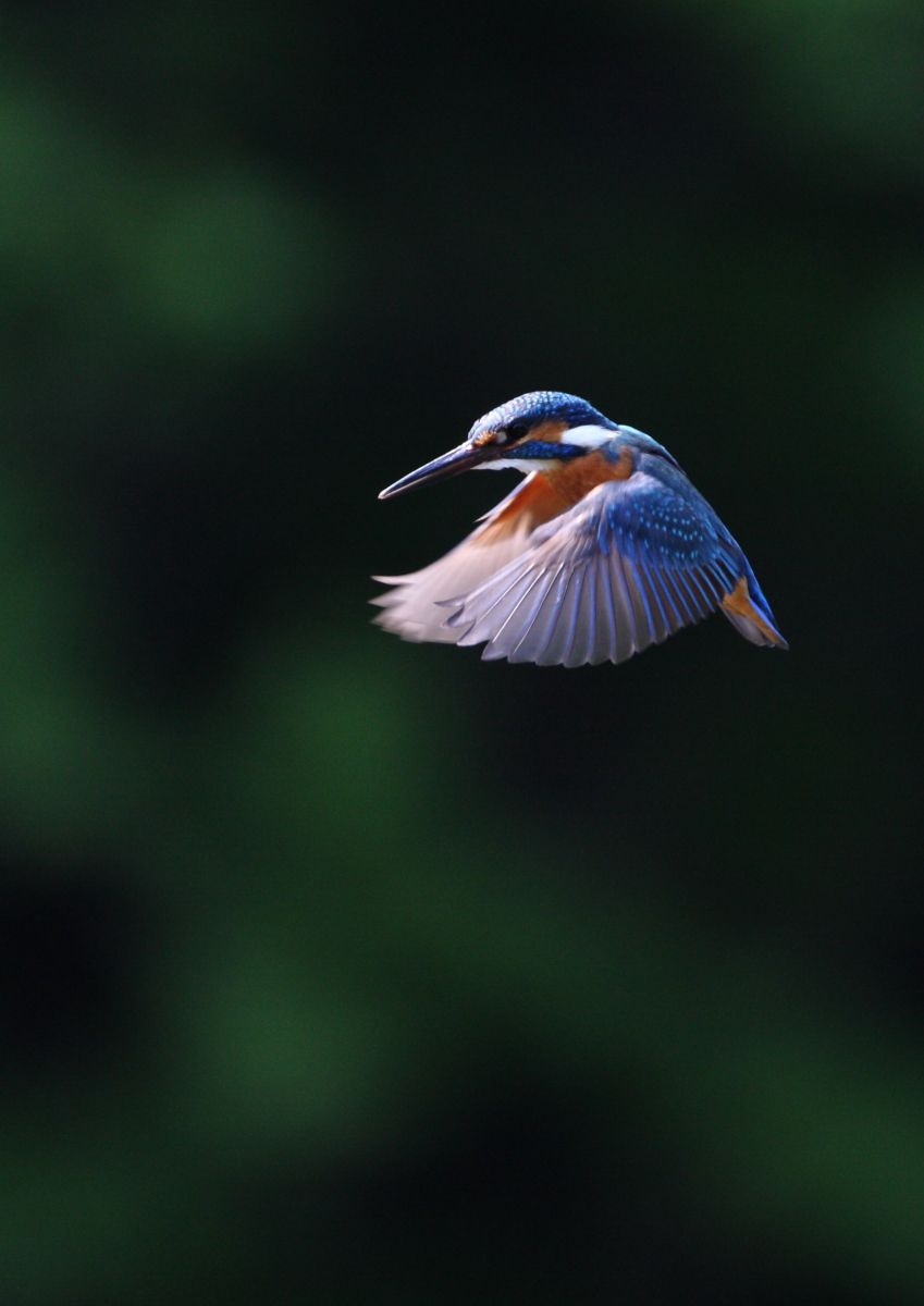 ホバーリング | GANREF