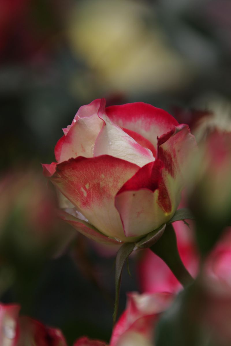 ROSE_3329.JPG | GANREF