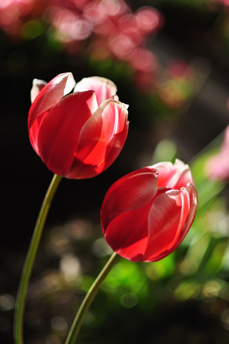 twin flowers | GANREF