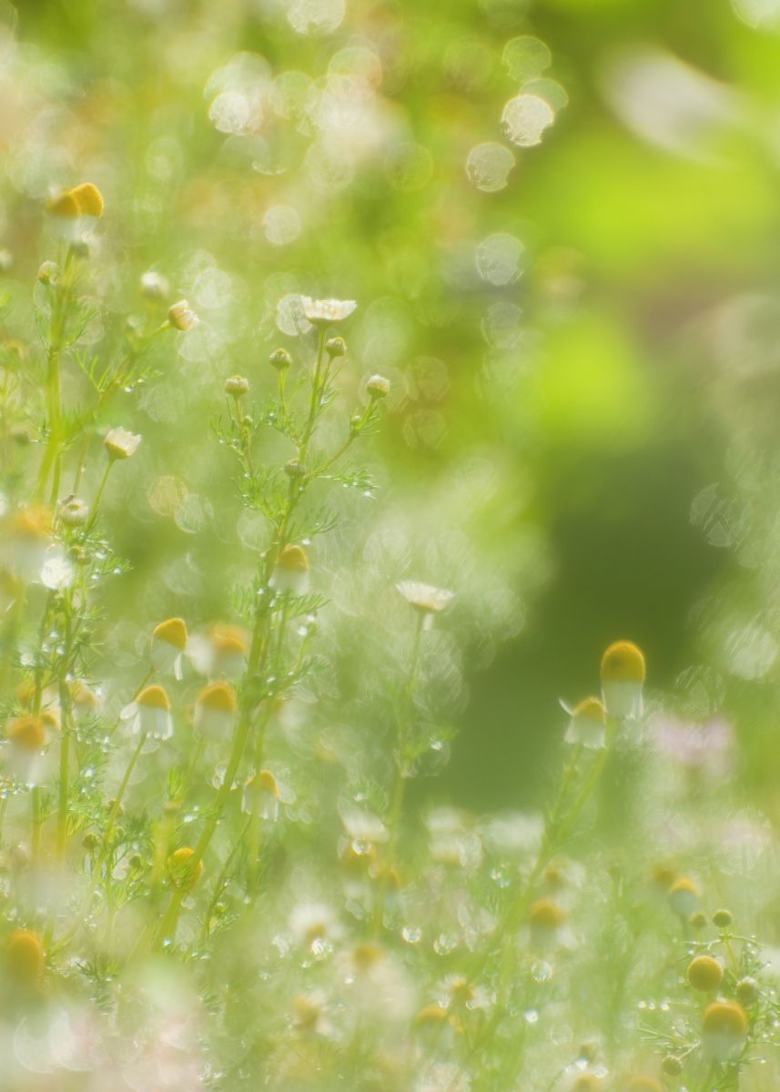 きらめく雫の中で | GANREF