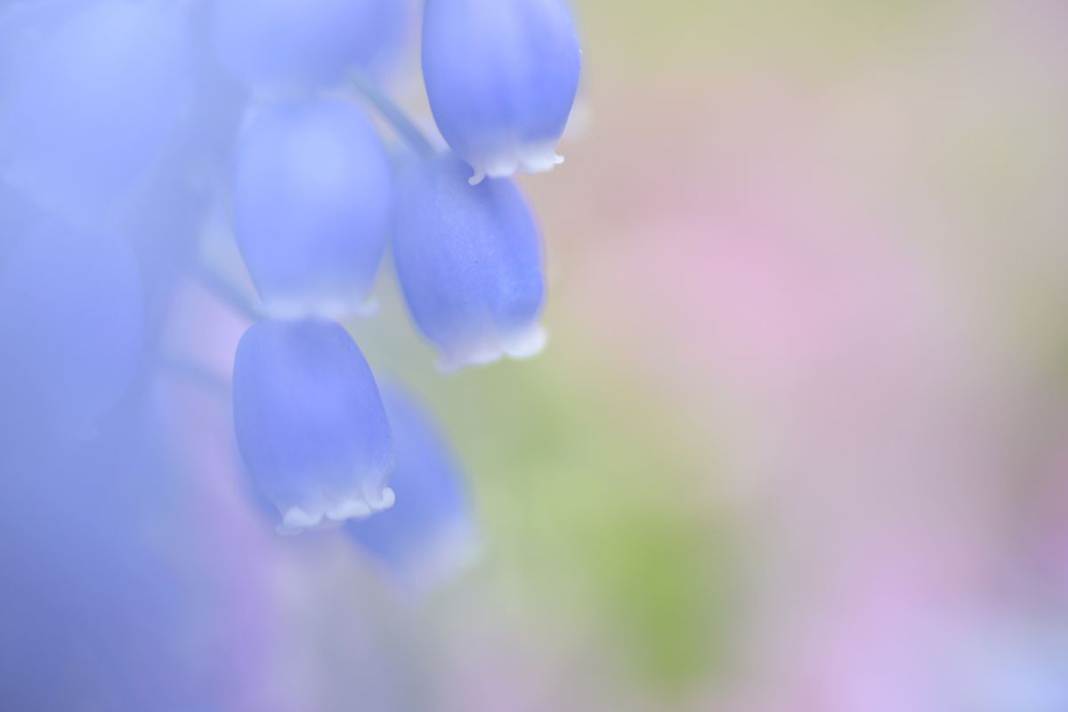 Spring bell ♫ | GANREF