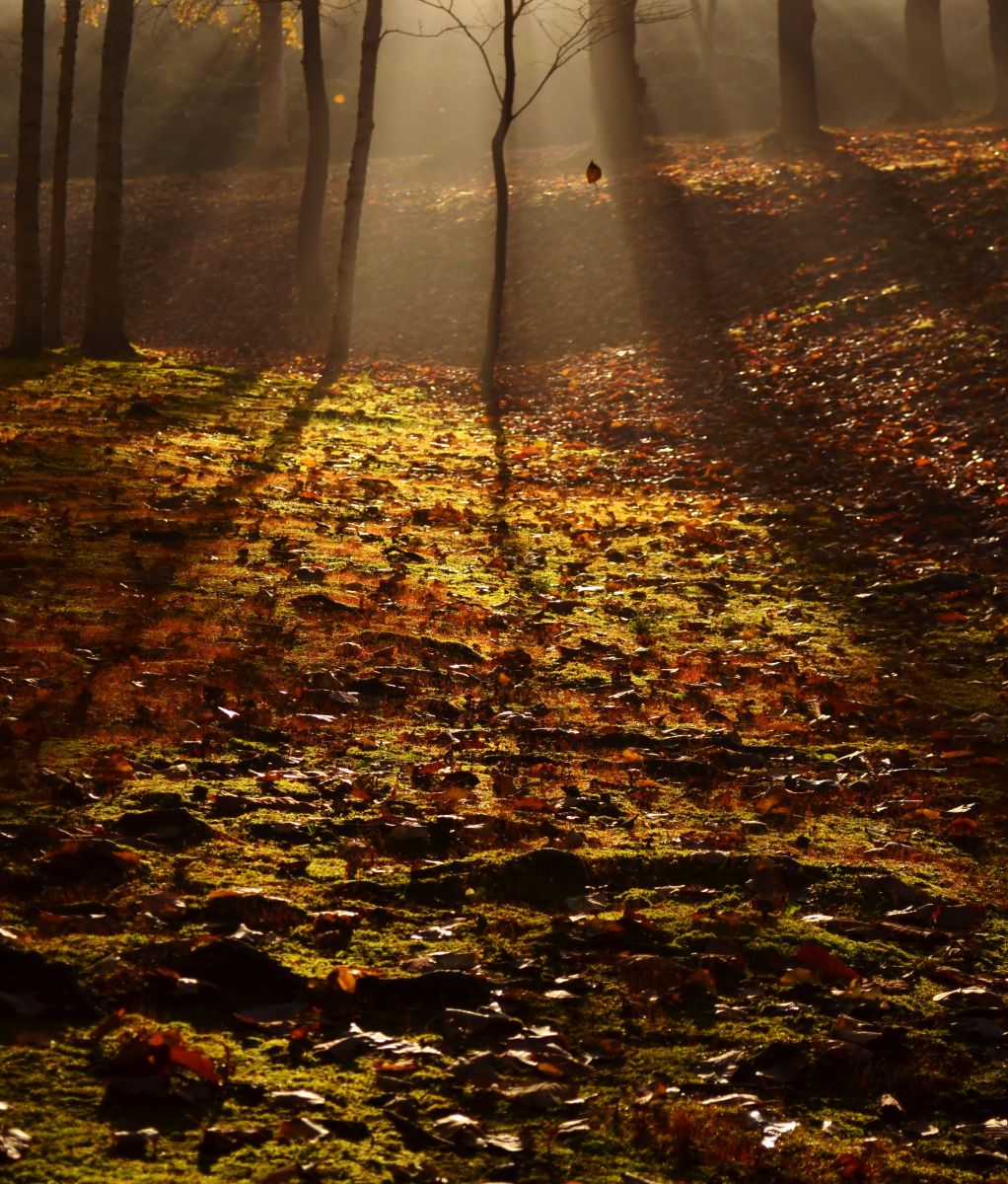 Slow motion* | GANREF