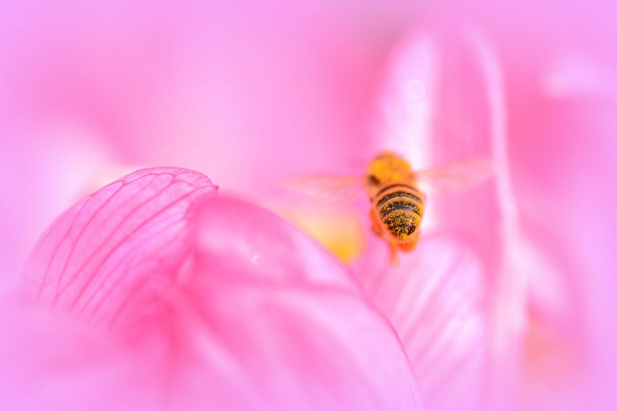 SWEET DREAMS・・・ | GANREF