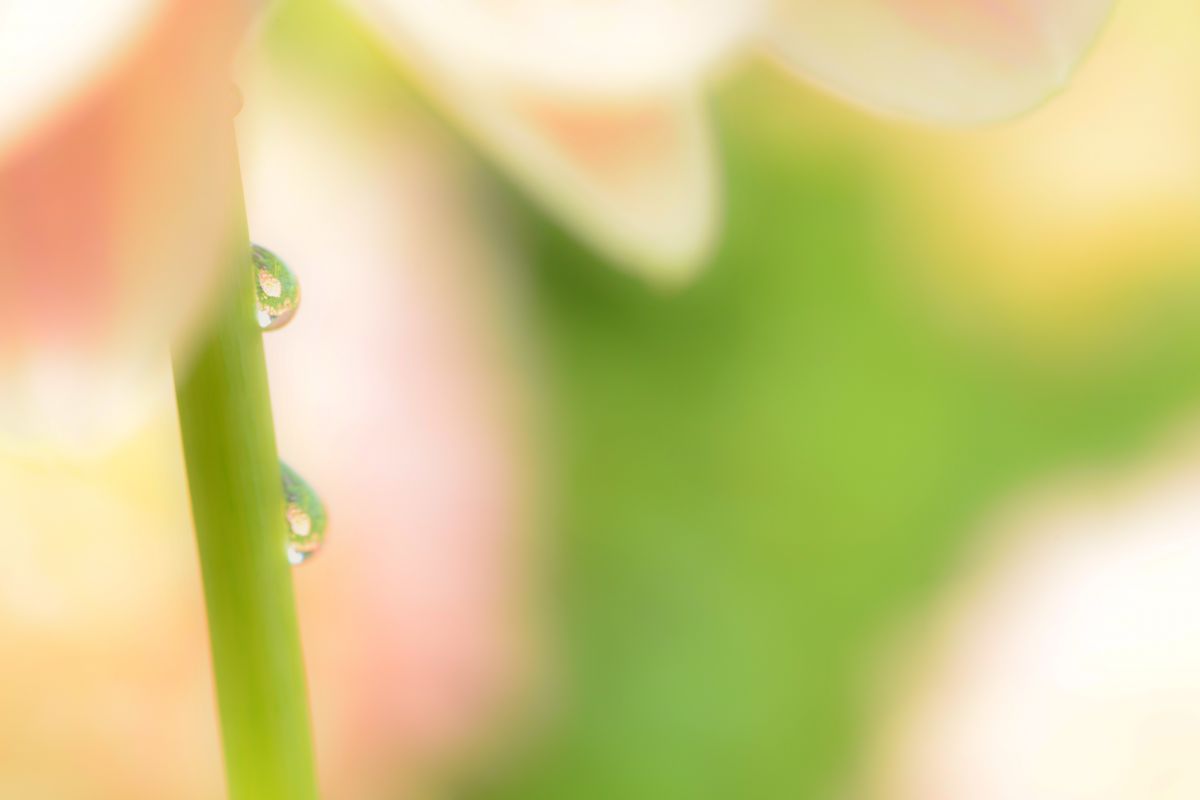 Tears of the dahlia | GANREF