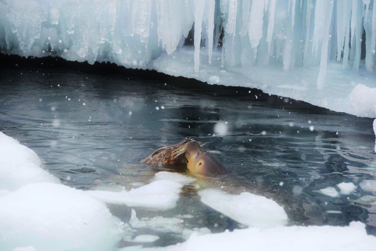 winter love* | GANREF