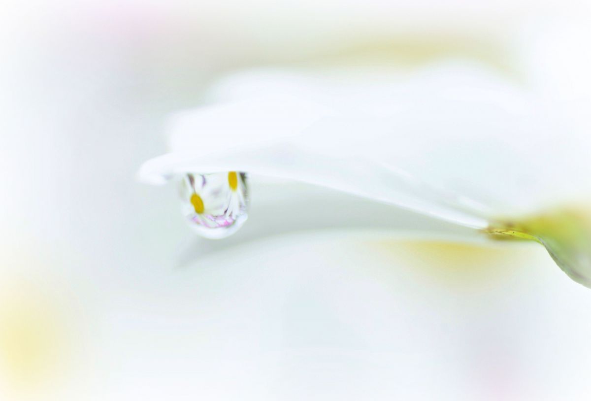 flower drop* | GANREF