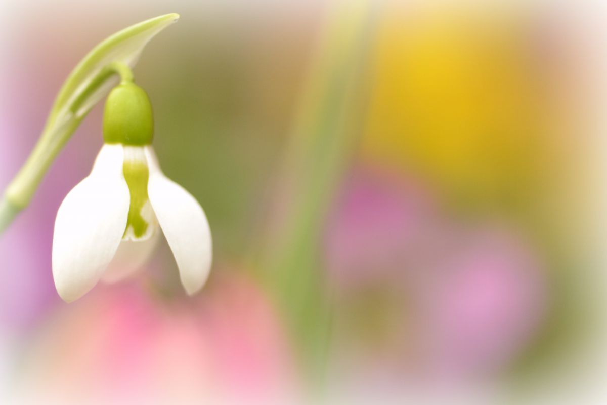 *春待☆drops* | GANREF