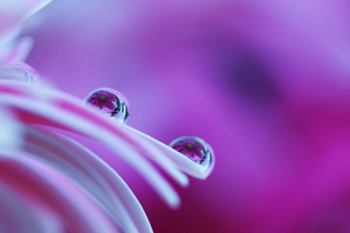 drop by drop | GANREF