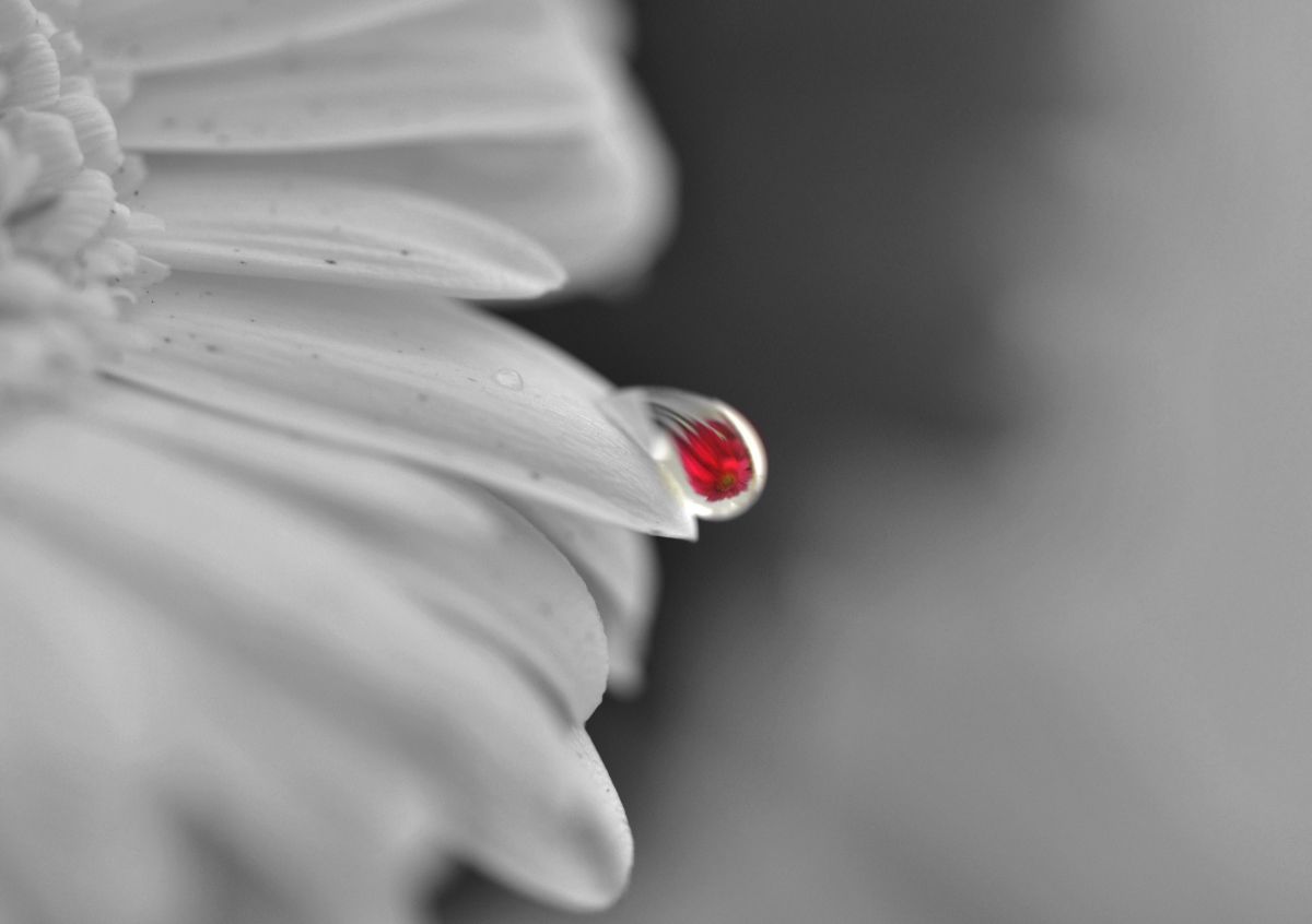 Flower drop* | GANREF