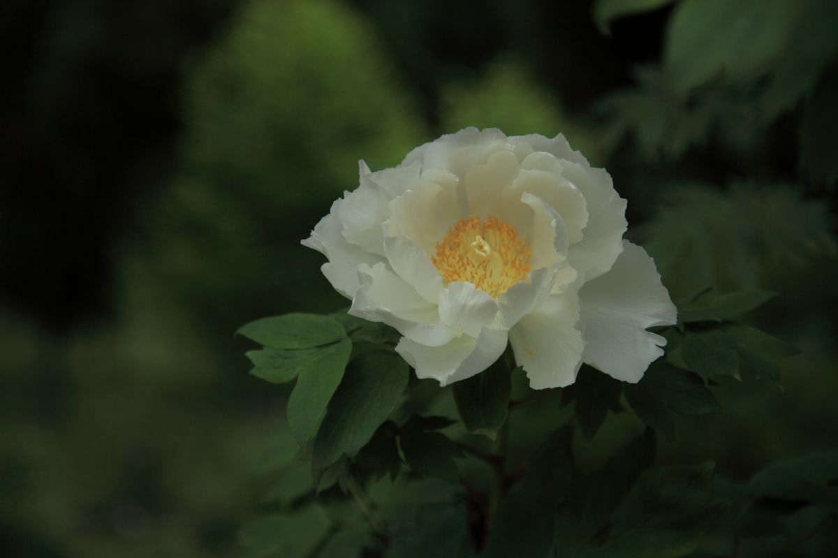 5月の花嫁 | GANREF