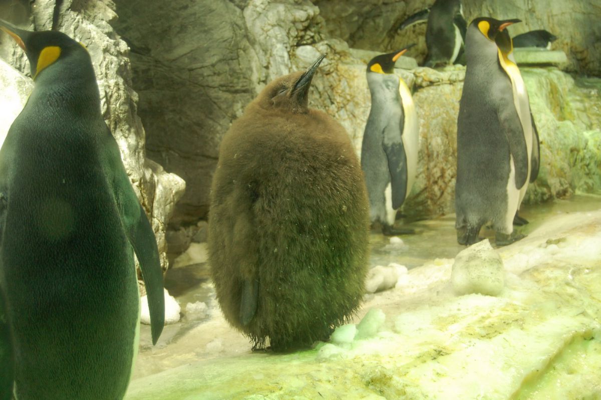 ぺんぎん | GANREF