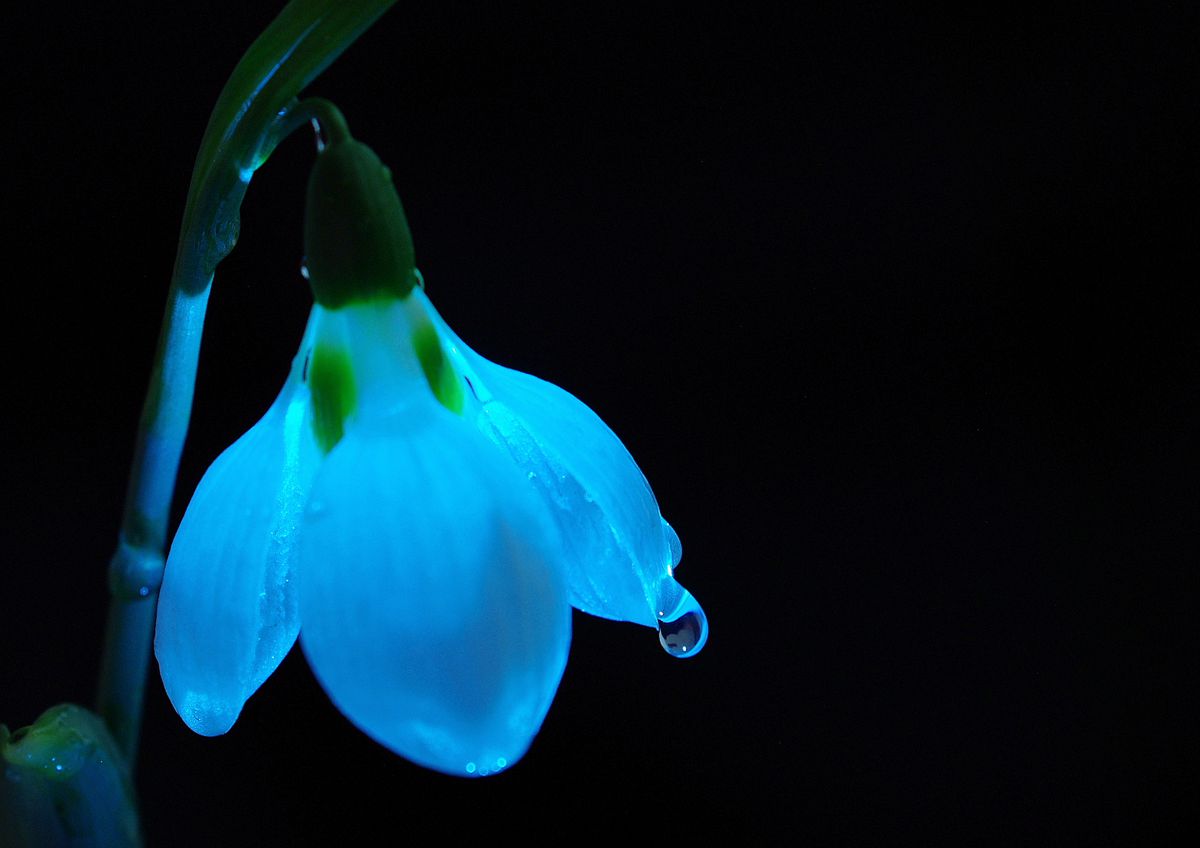 snowdrop | GANREF