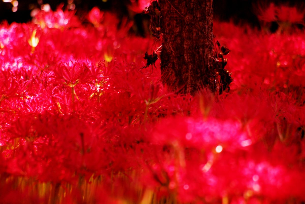 秋燃える | GANREF