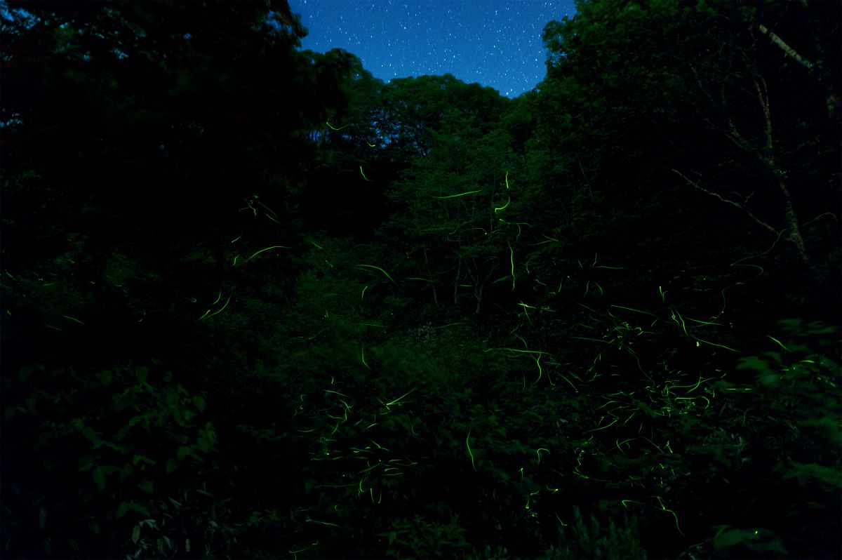 Romance in the Forest | GANREF