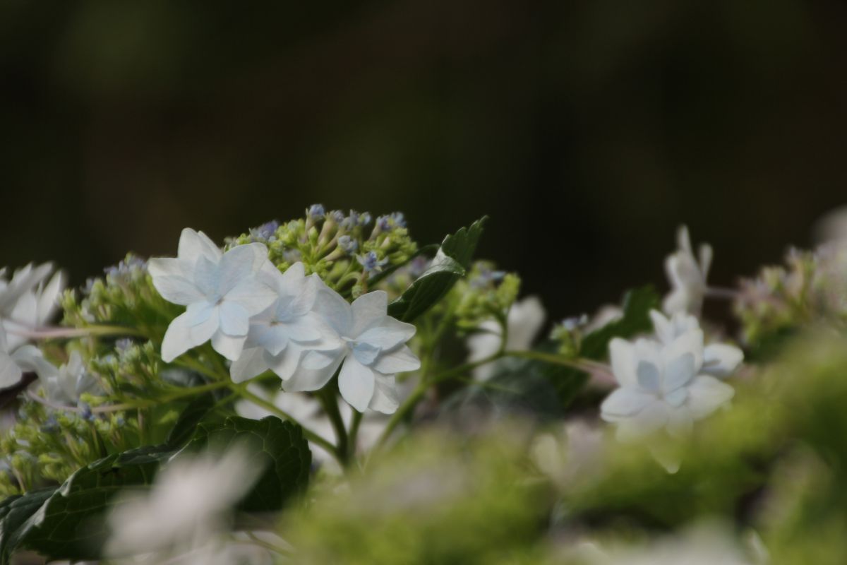 Pastel Light Blue | GANREF