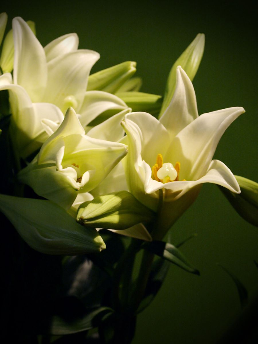 GREEN BEANS | GANREF