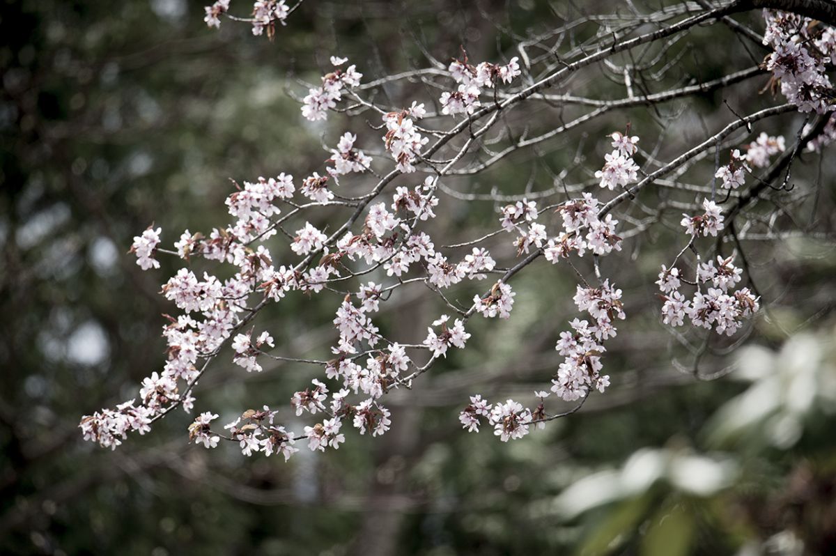 cool HIDAKA town17 | GANREF