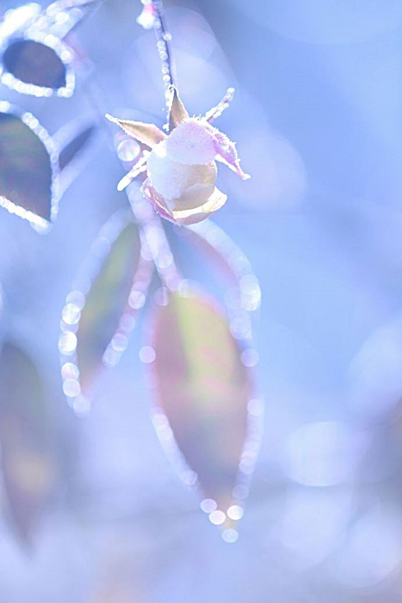 Frozen Rose | GANREF