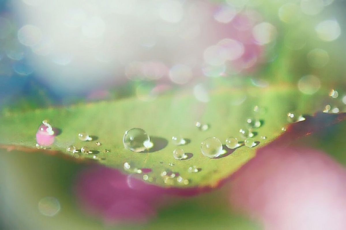 Morning Dew | GANREF