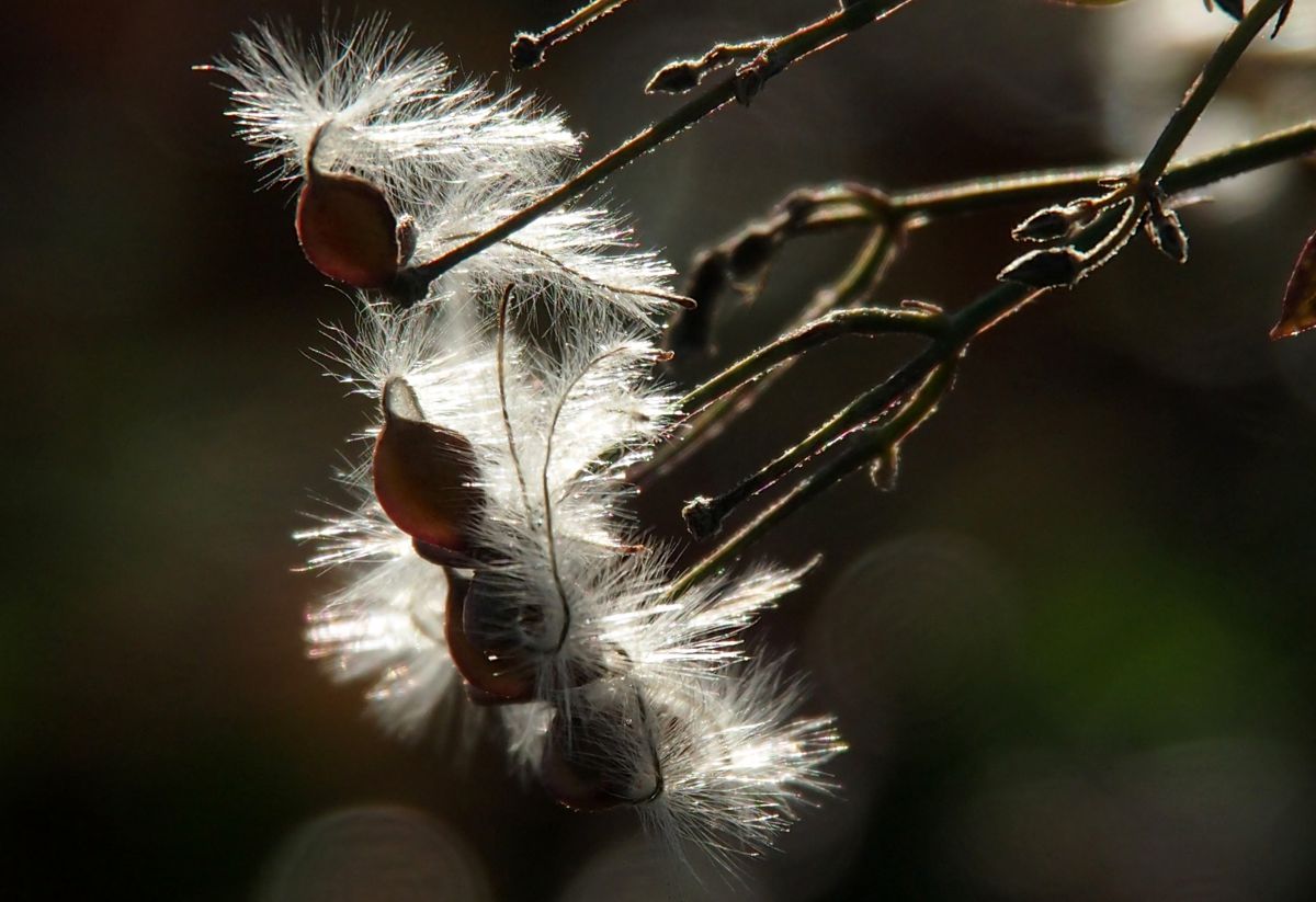 395-冬日-EPL.jpg | GANREF