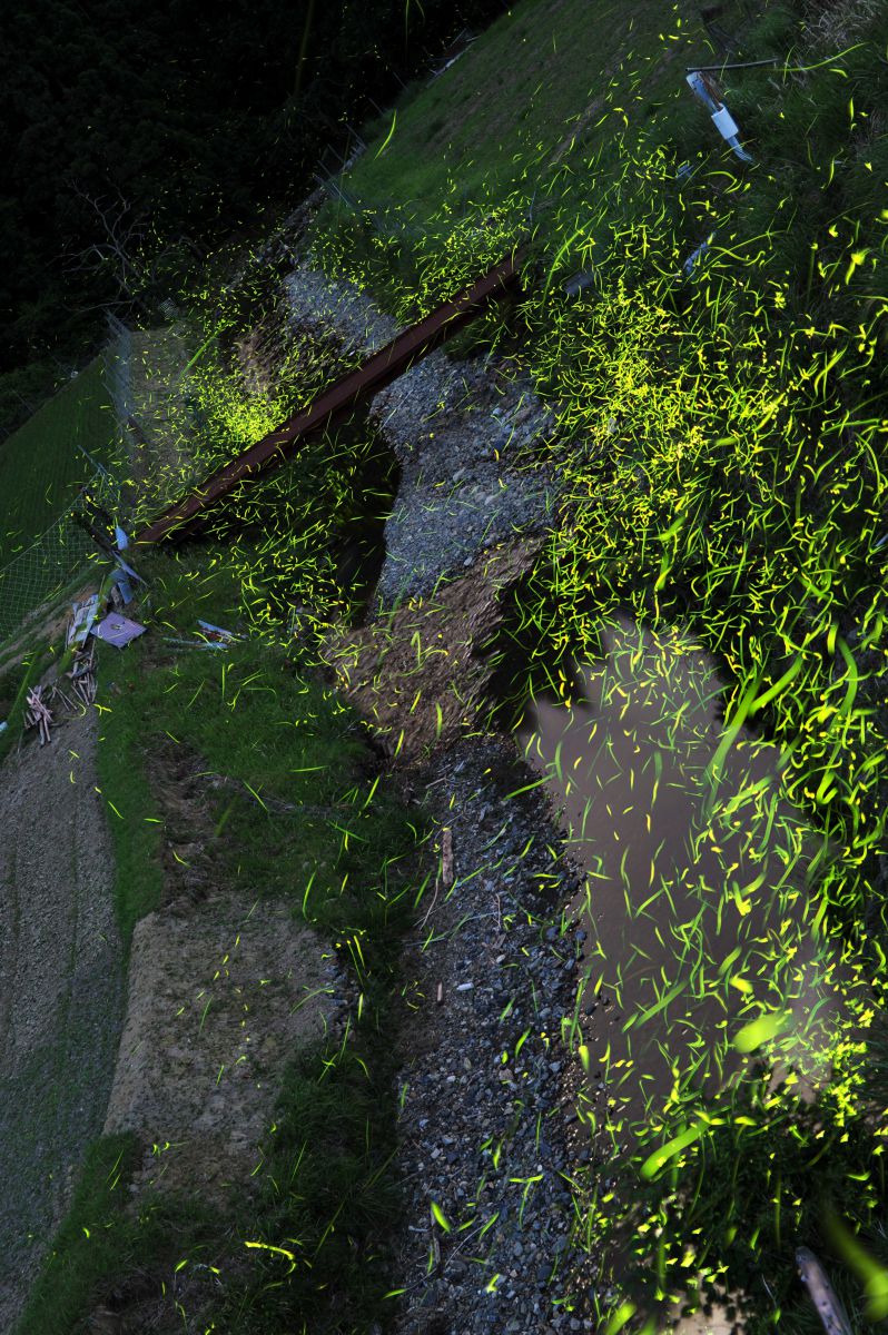 Dancing fireflies －乱舞－ | GANREF