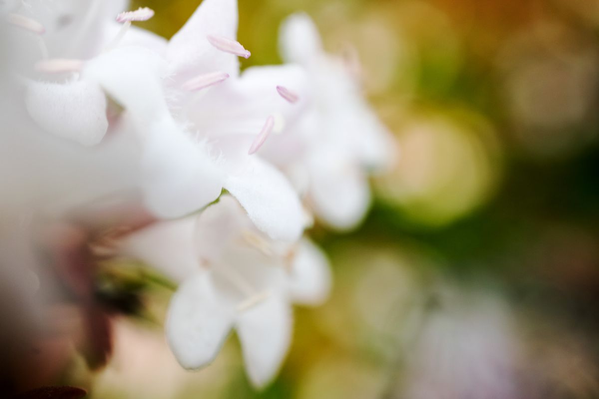 【マクロレビューサンプル】28mm構図練習 | GANREF