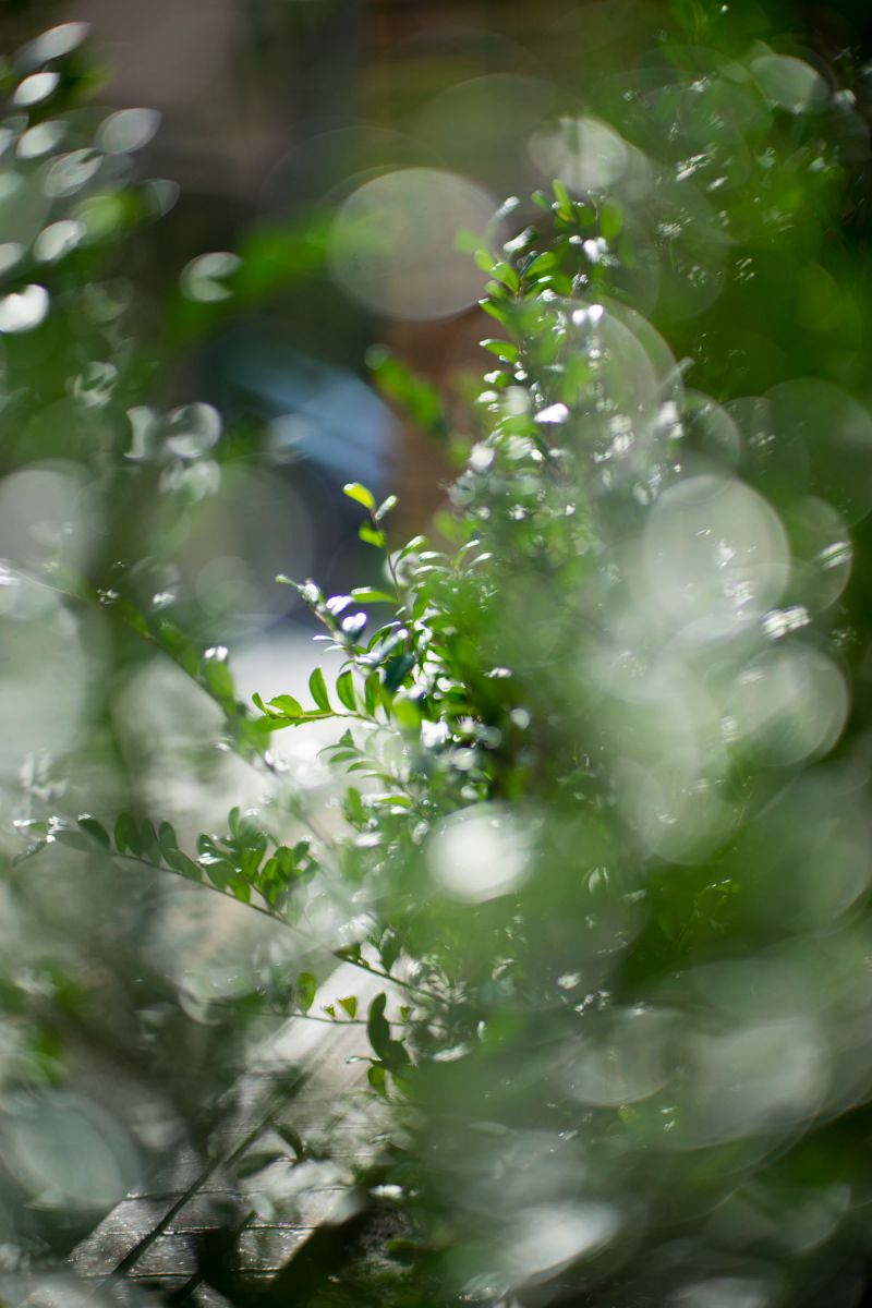 【SPEEDMASTER 85mm F1.2】作例 | GANREF