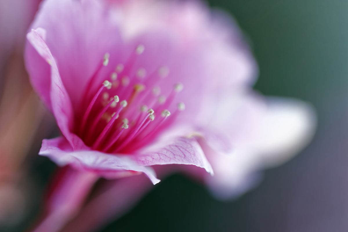 Tiny flower | GANREF