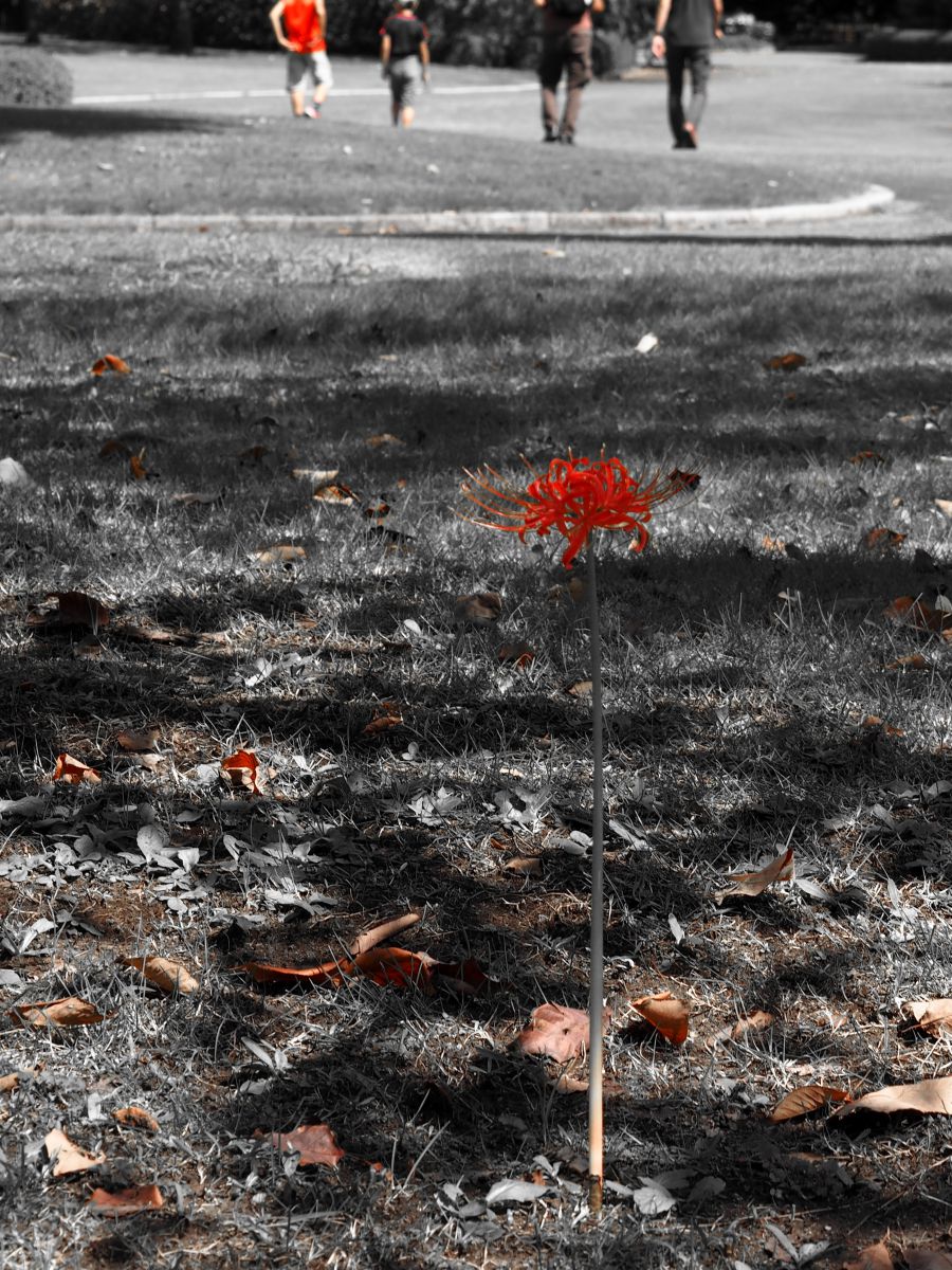 孤独な彼岸花 | GANREF